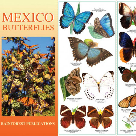 Mariposas México