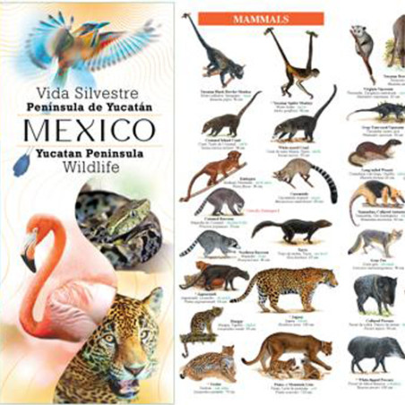 Vida Silvestre Yucatán