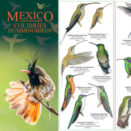 Colibríes de México